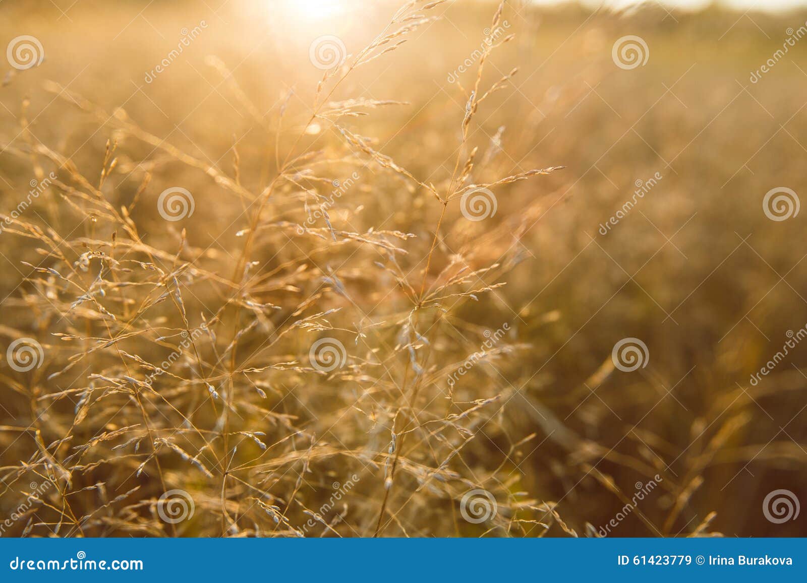 Golden grass at sunset stock image. Image of bright, field - 61423779