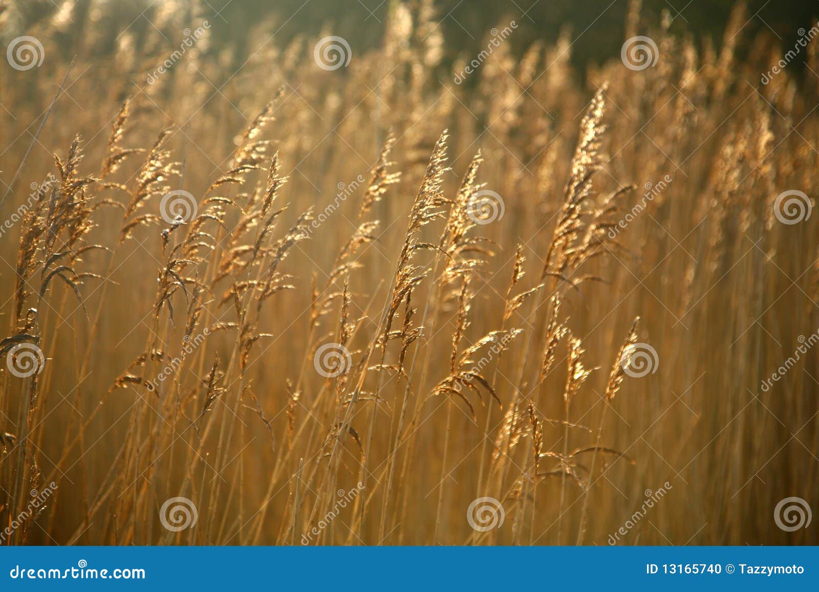 Golden grasses in sunlight stock photo. Image of sunlight - 13165740