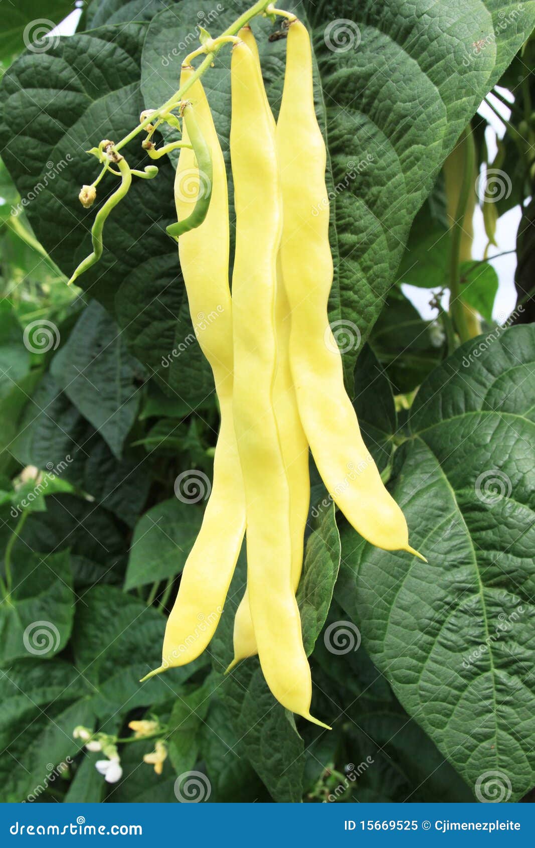 Golden green beans stock image. Image of legumes, golden - 15669525