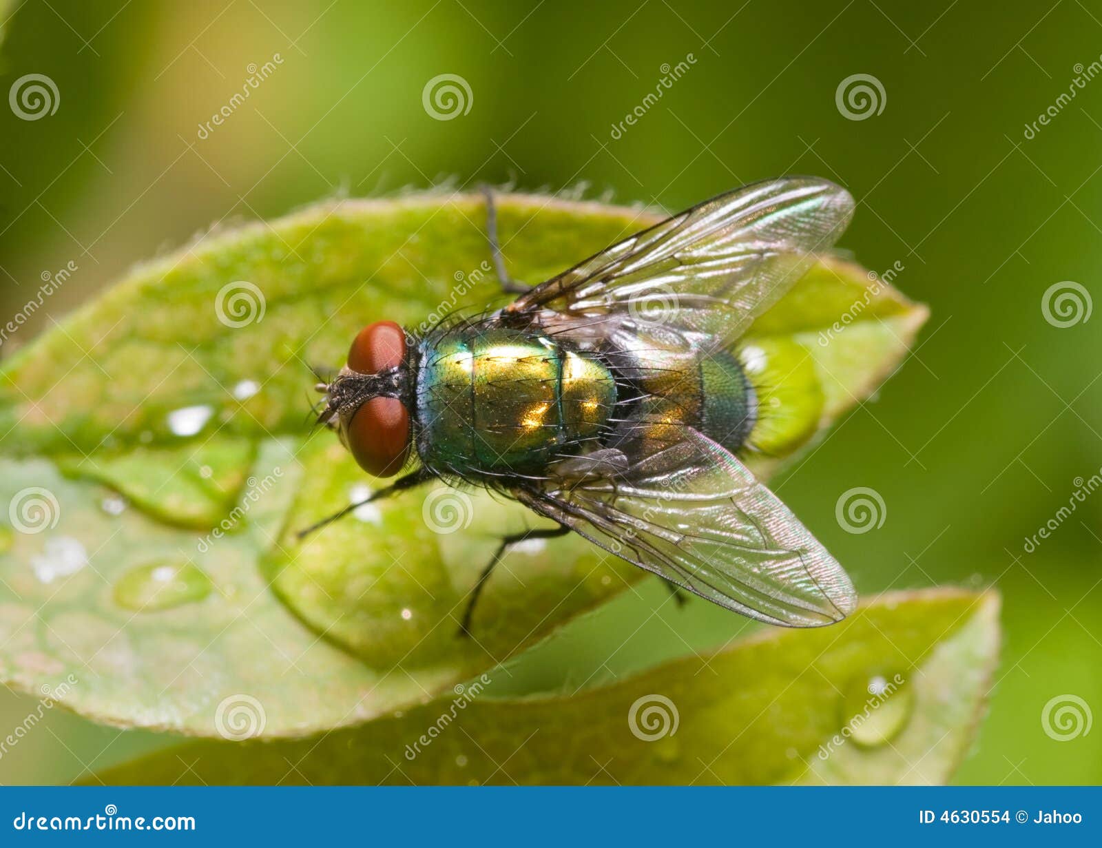 Golden-green Bottle Fly on a Leaf, Top View Stock Photo - Image of ...