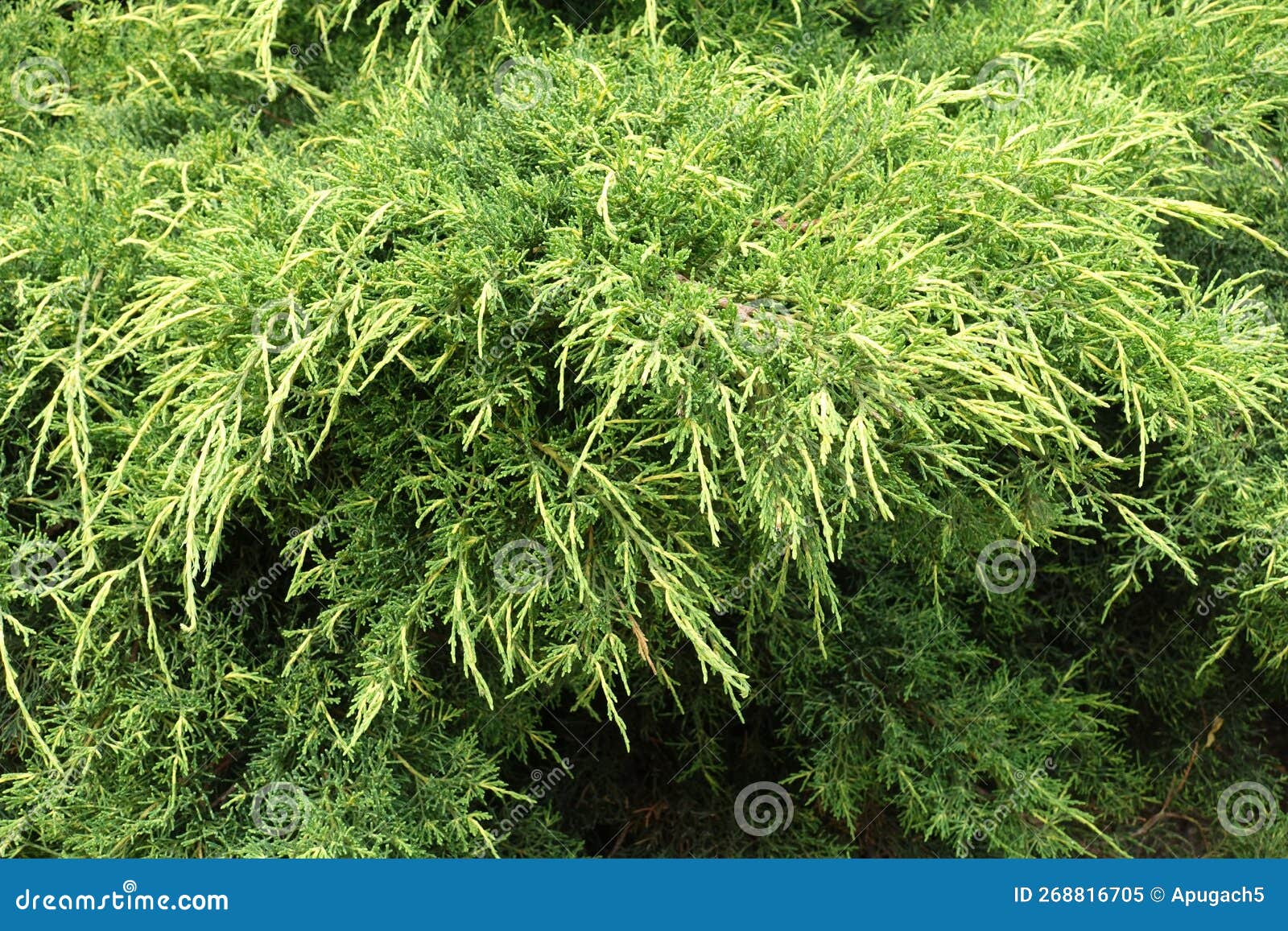 Golden Green Foliage of Juniper in June Stock Image - Image of chinese ...