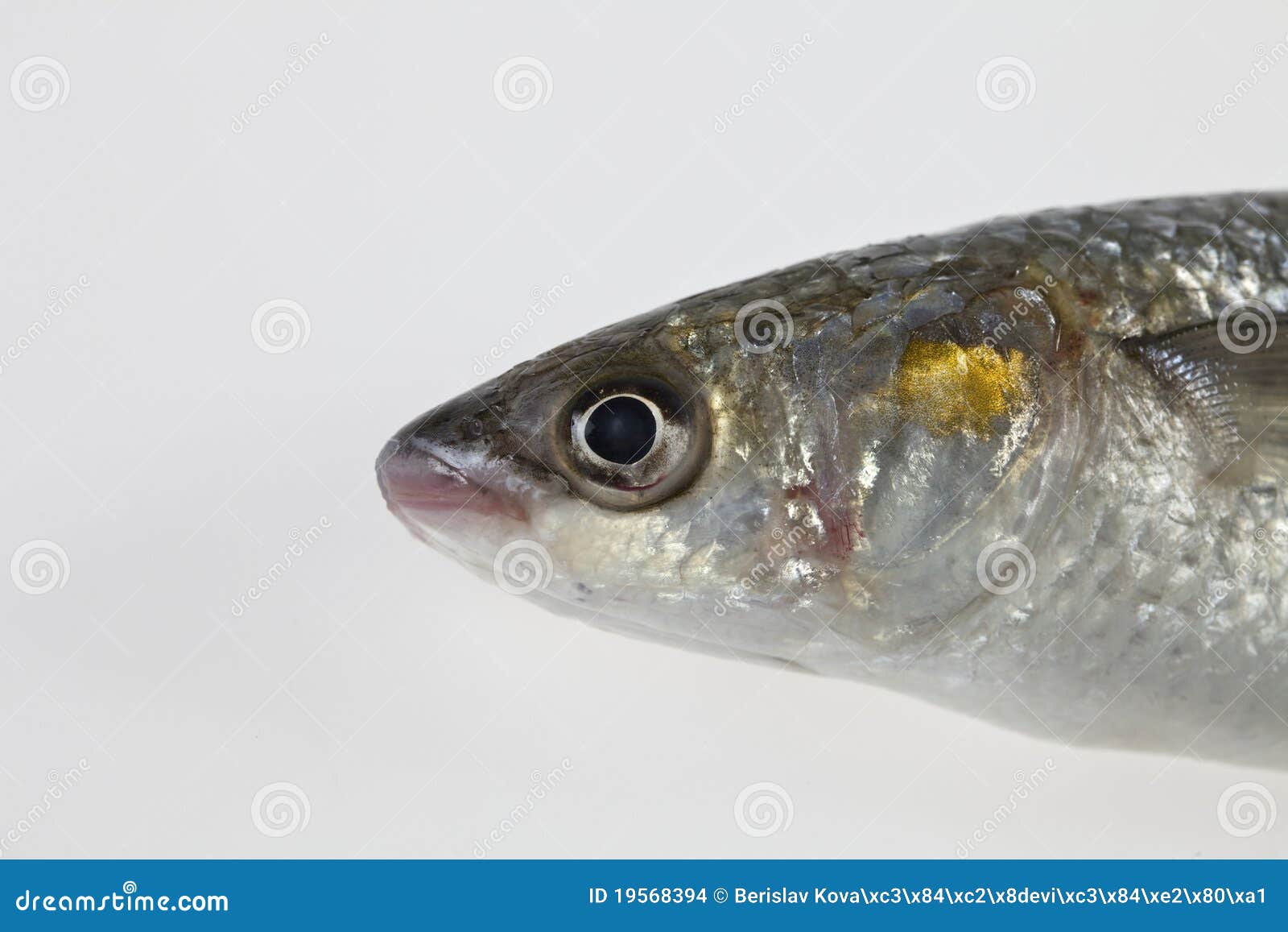 Golden Grey Mullet Liza Aurata Stock Photo - Image of flathead, head ...