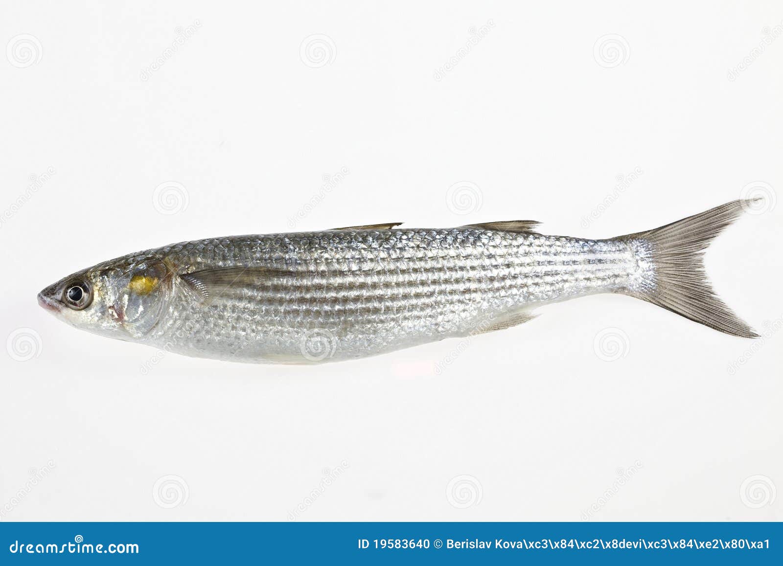 Golden Grey Mullet Liza Aurata Stock Photo - Image of white, meat: 19583640