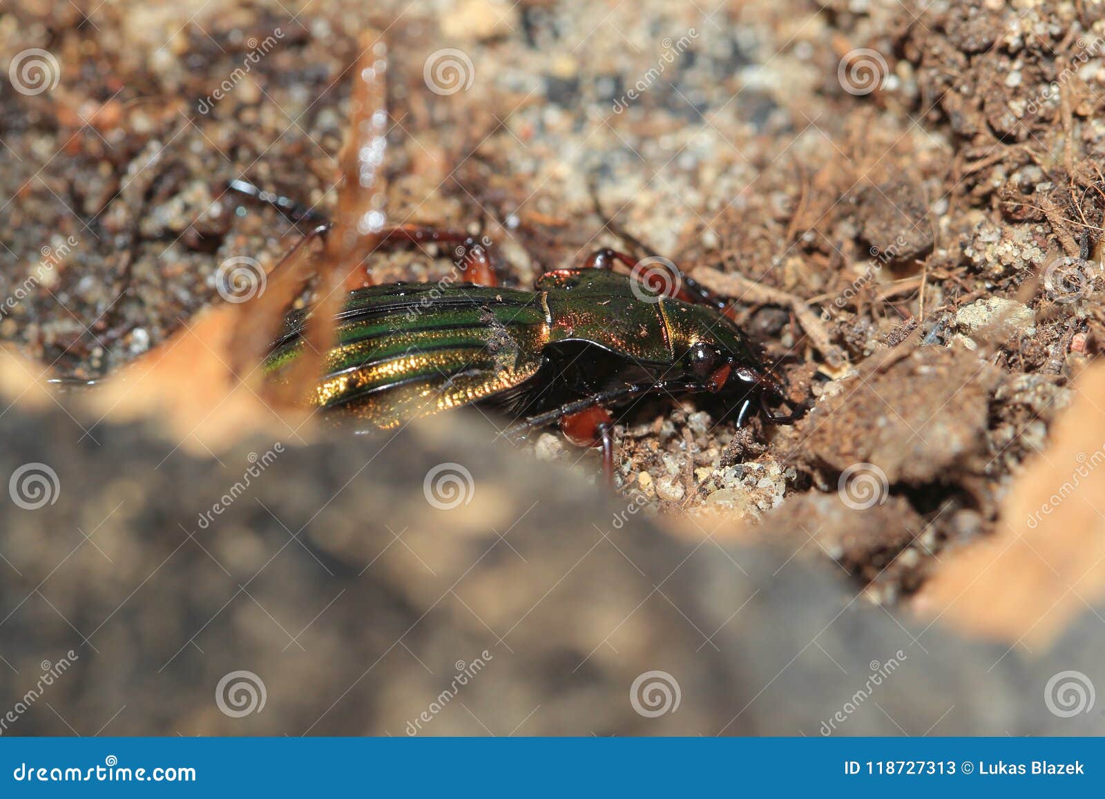 Golden Ground Beetle, Carabus Auronitens, Beautiful Glossy Insect On ...