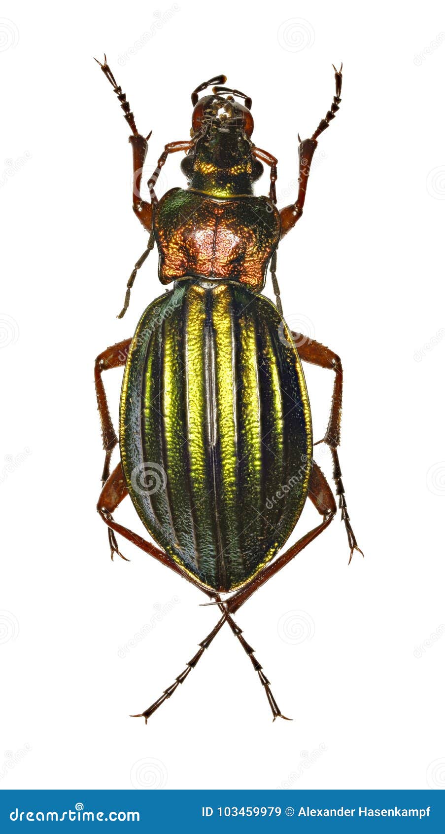 Golden Ground Beetle, Carabus Auronitens, Beautiful Glossy Insect On ...