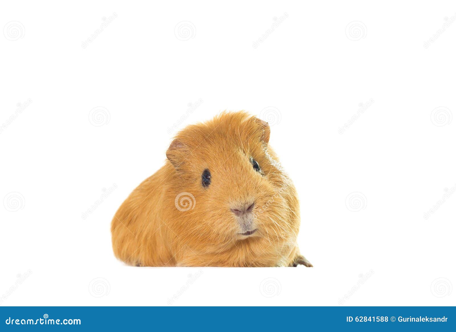 Golden Guinea Pig Stock Photography | CartoonDealer.com #14749298
