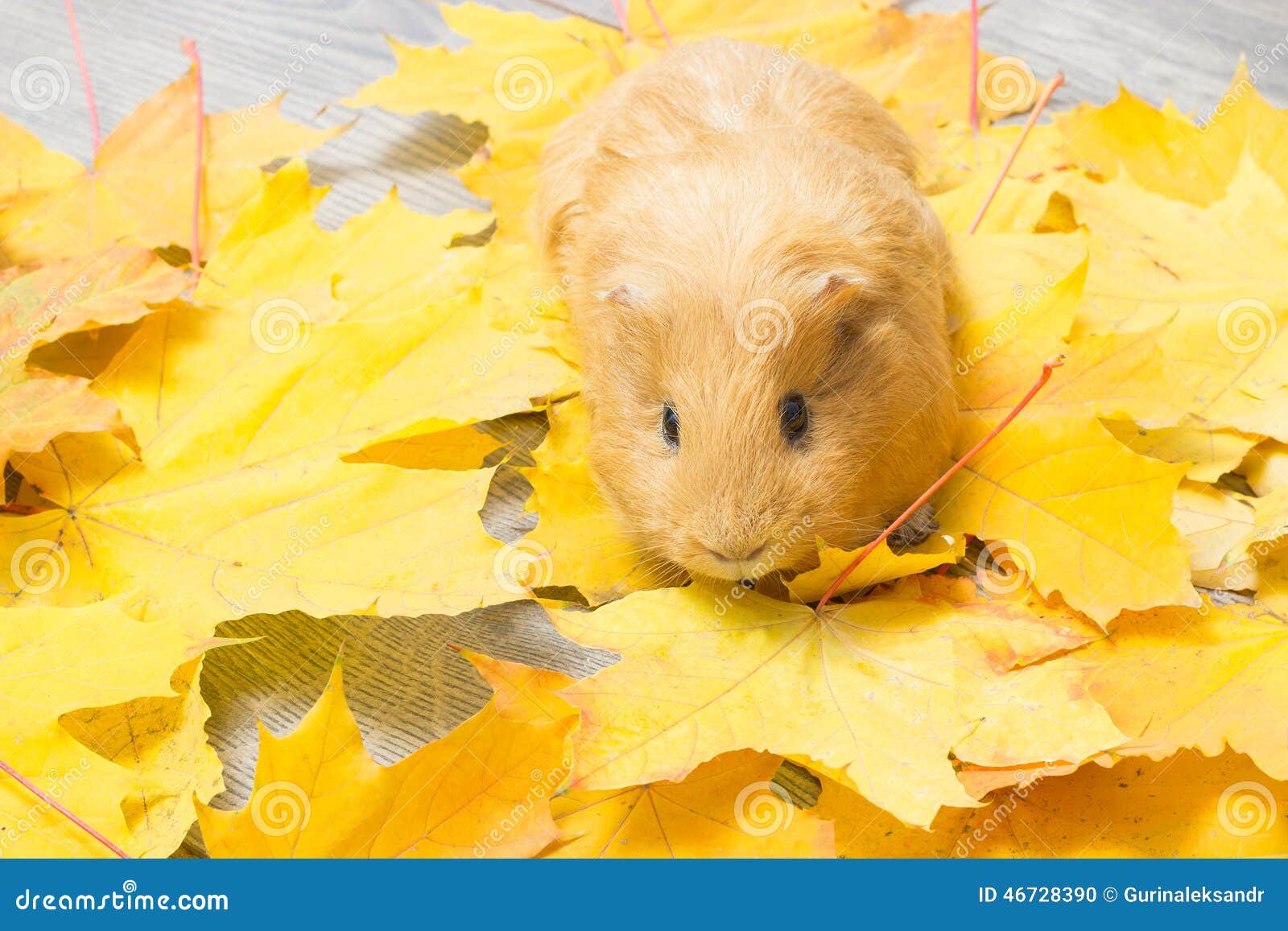 Golden guinea pig stock photo. Image of guinea, golden - 46728390