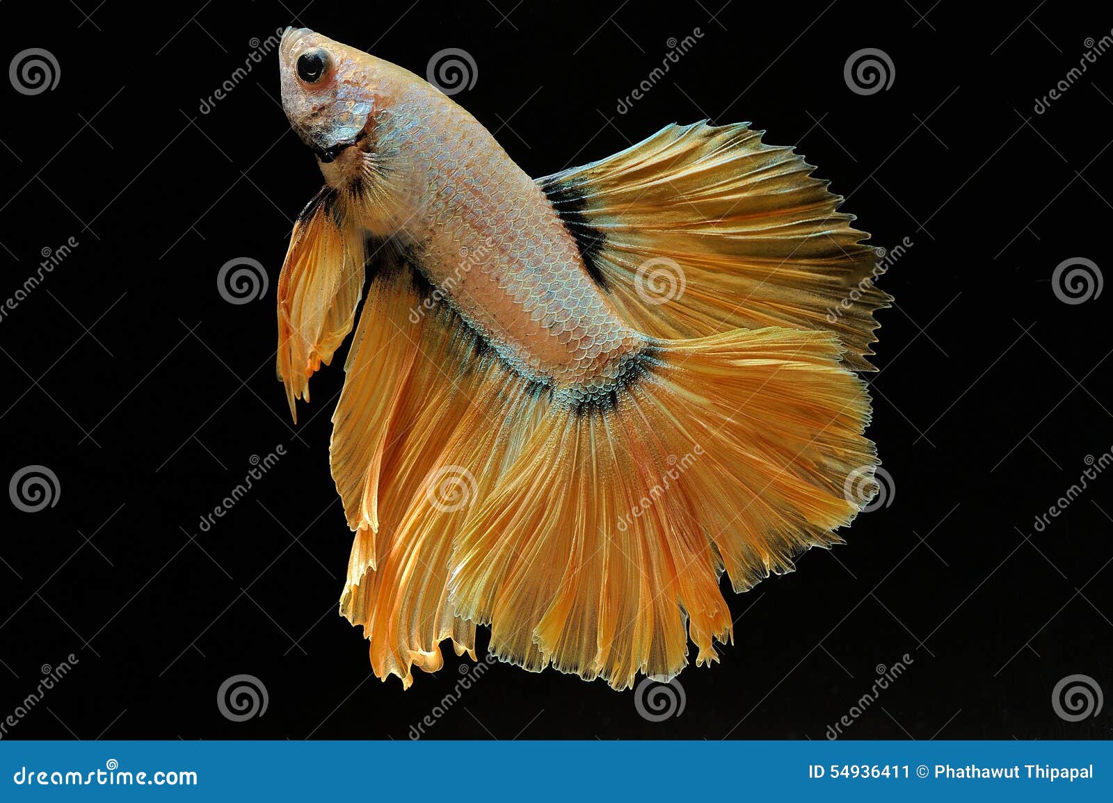 Golden Half-moon Fighting Fish Stock Image - Image of dress, colorful ...
