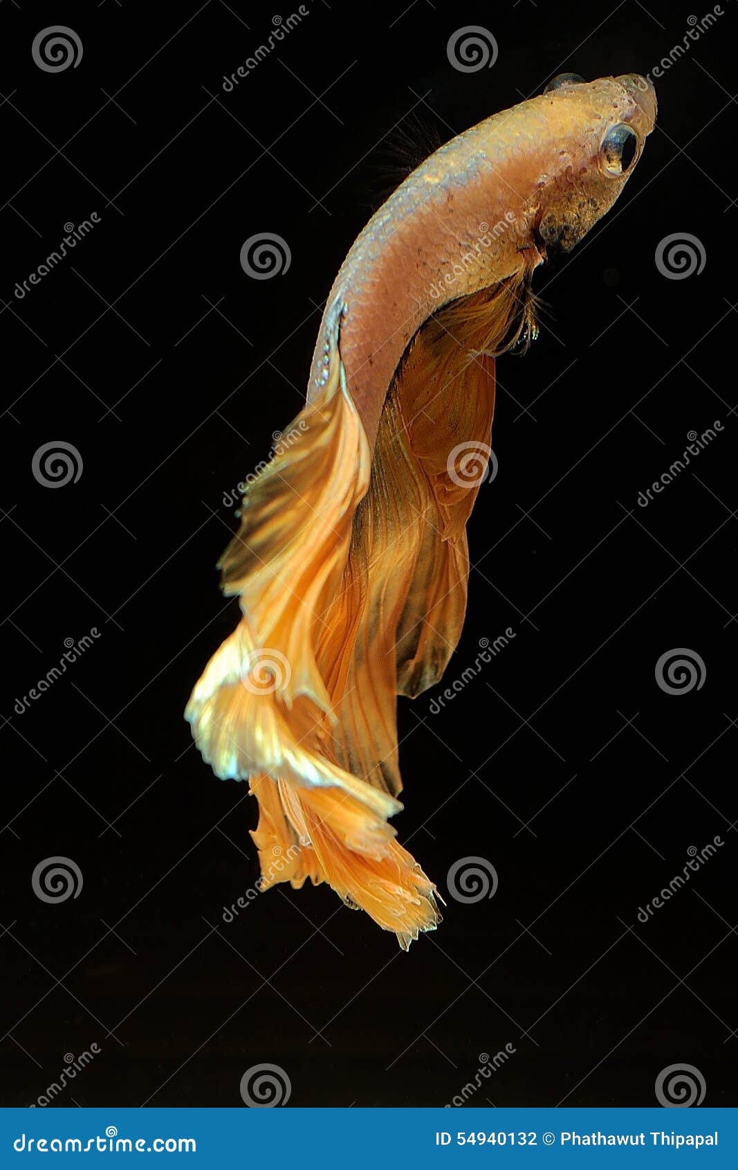 Golden Half-moon Fighting Fish Stock Photo - Image of hobby, nature ...