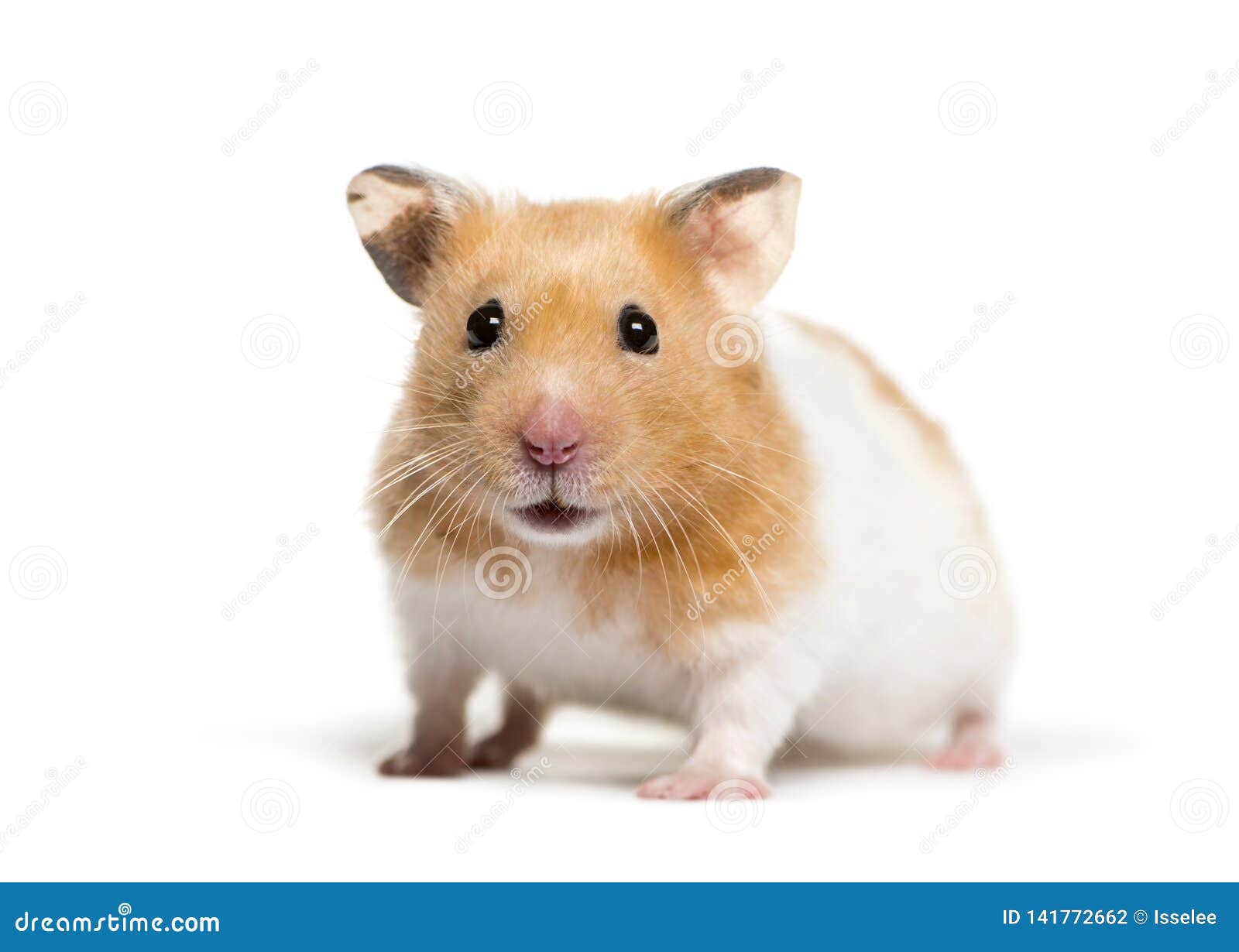 Golden Hamster in Front of White Background Stock Photo - Image of ...