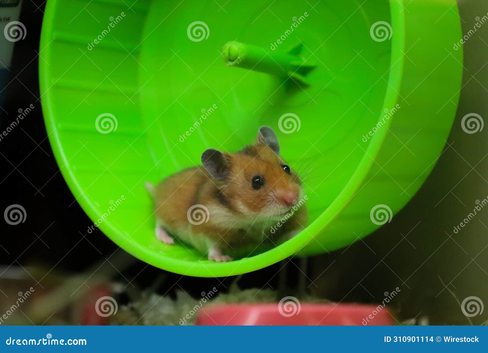 Golden Hamster in a Green Wheel Stock Photo - Image of playful ...