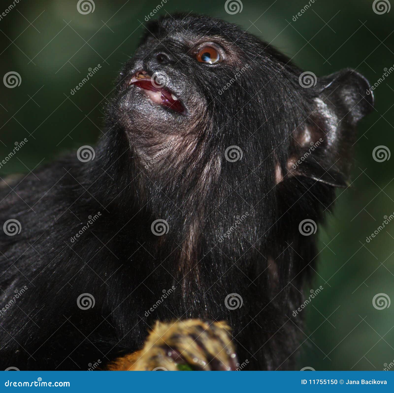 Golden Handed Tamarin stock photo. Image of african, tropical - 11755150