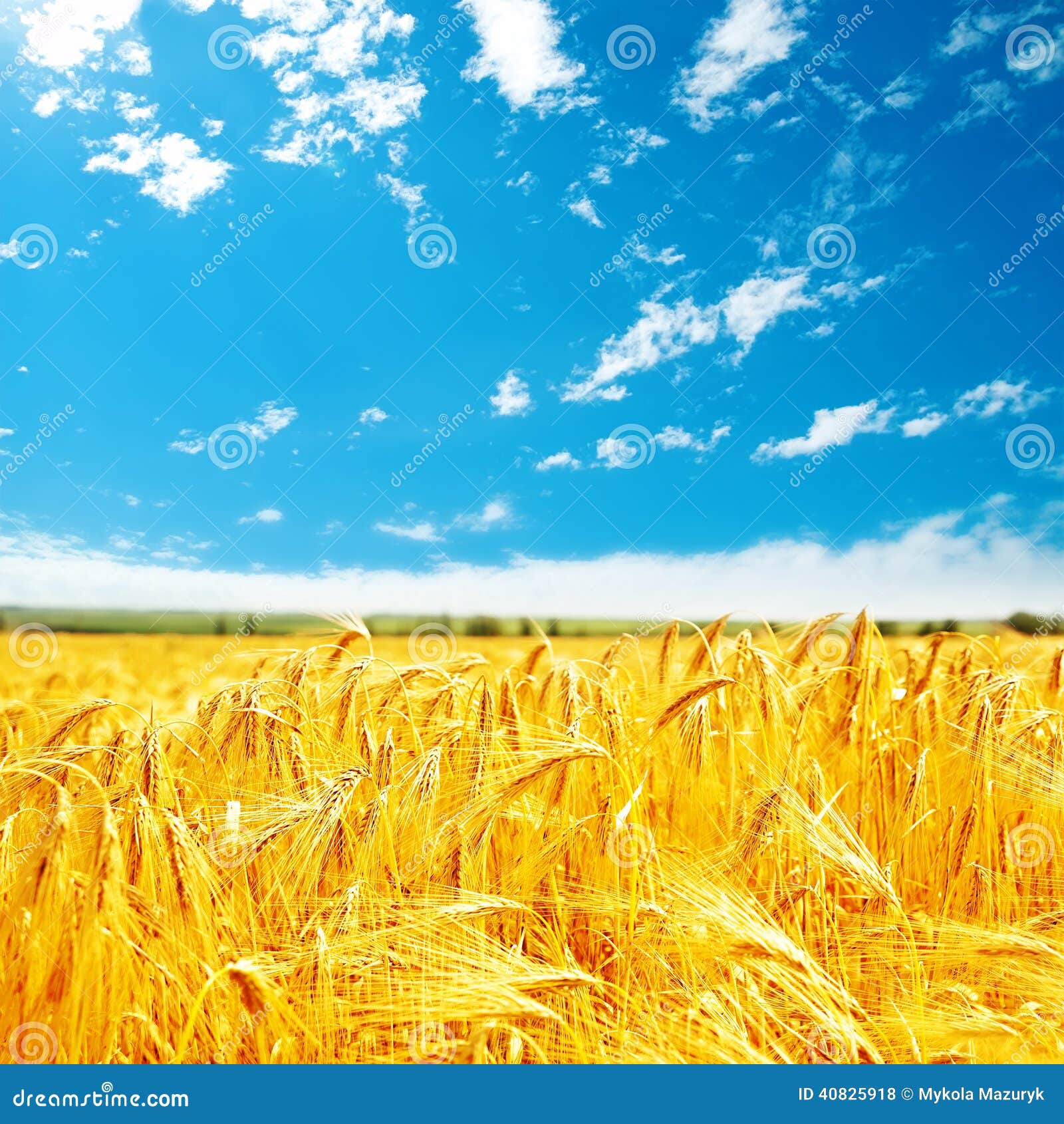Golden Harvest on Field and Blue Sky Stock Photo - Image of farm, grain ...