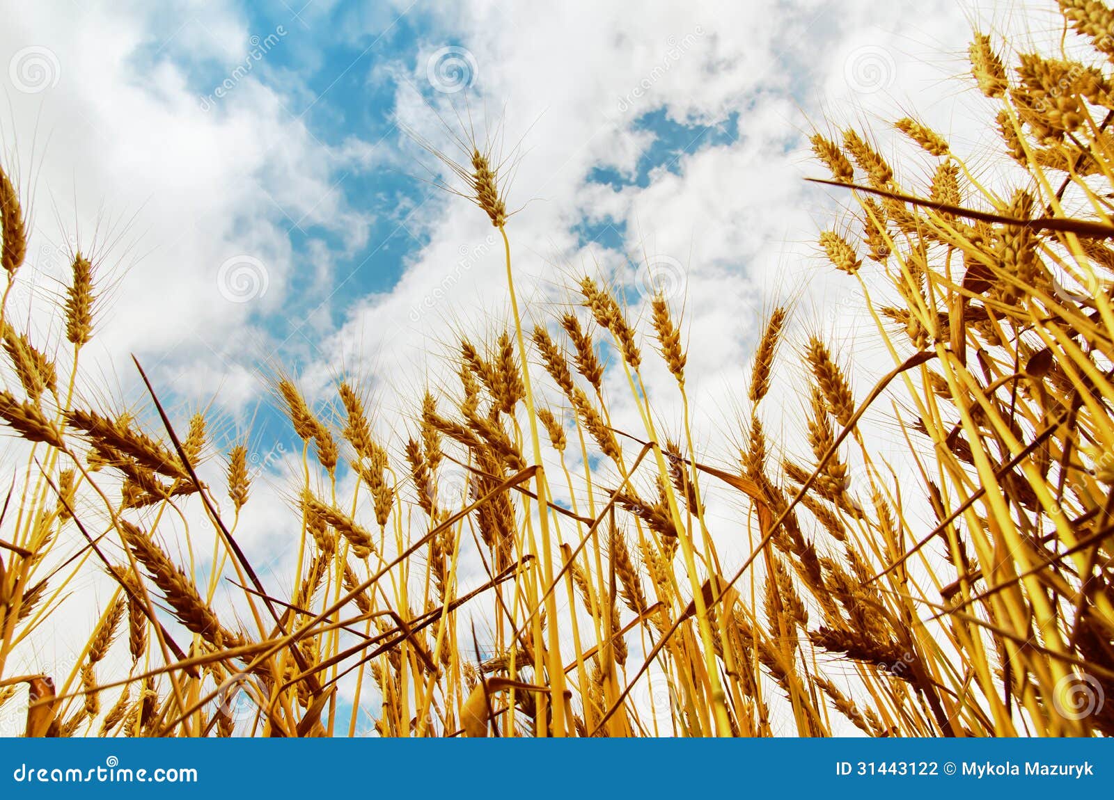 Golden harvest stock photo. Image of natural, color, beautiful - 31443122