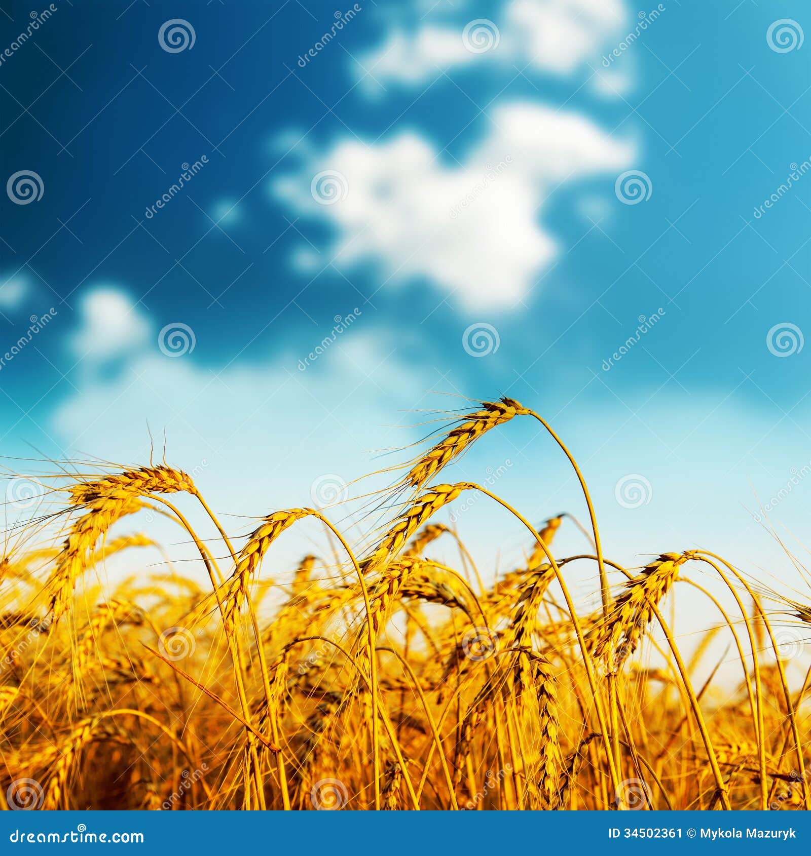 Golden harvest on sunset stock image. Image of barley - 34502361