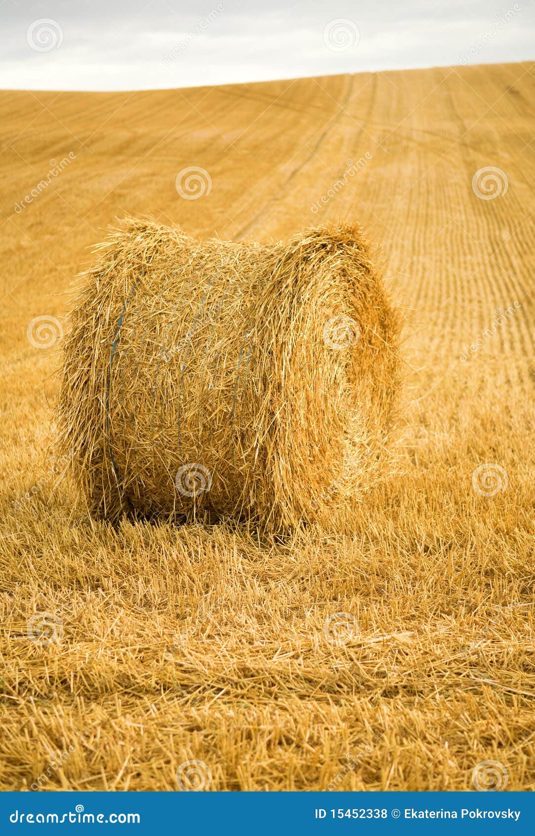 Golden hay bale stock photo. Image of farm, bread, plant - 15452338