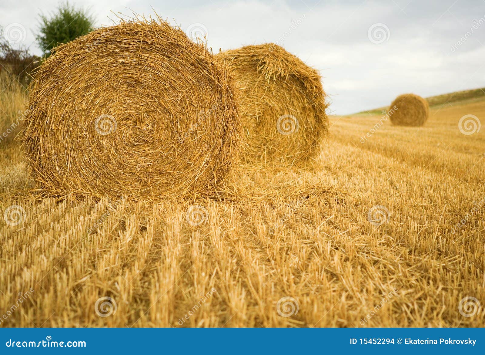 Golden hay bales stock photo. Image of blue, agricultural - 15452294