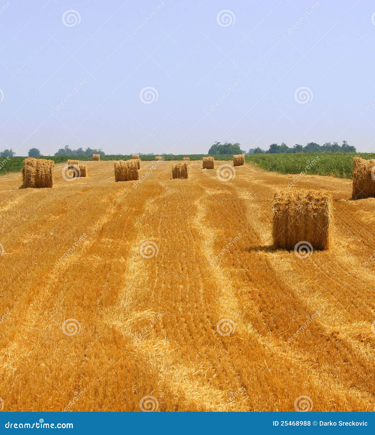 Golden hay bales stock photo. Image of food, natural - 25468988