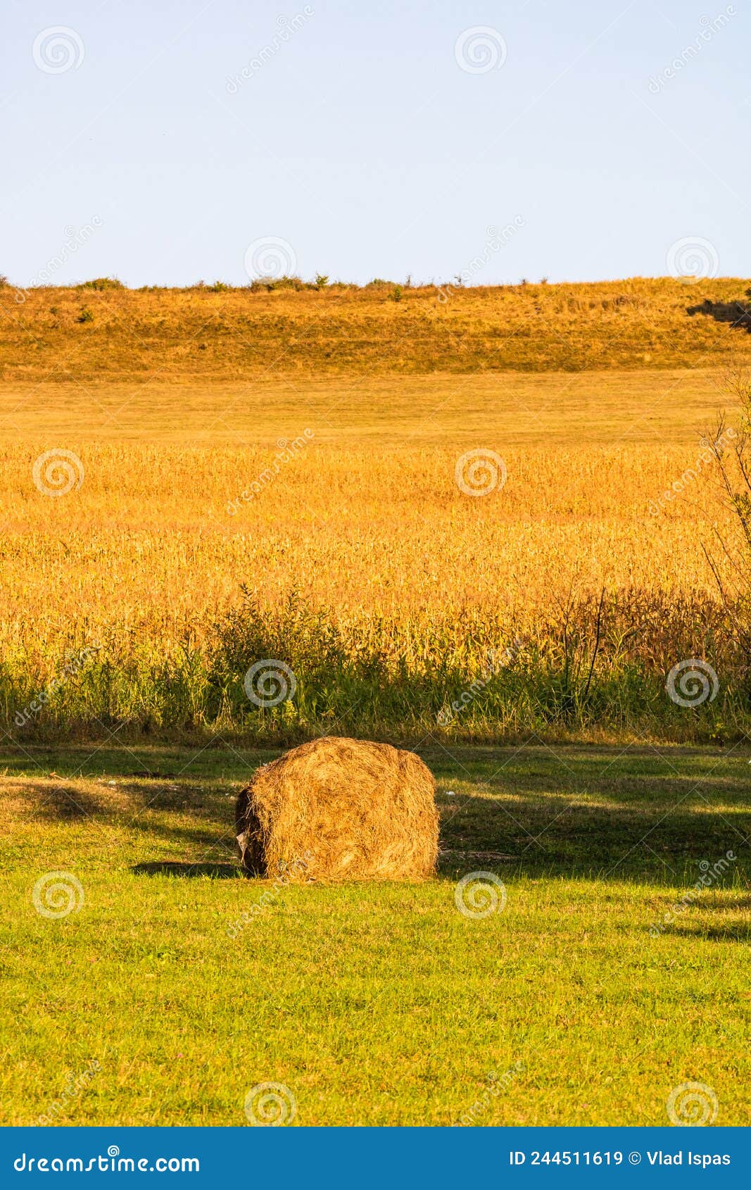 Golden Hay Bales. Agricultural Parcels of Different Crops and Hay Roll ...