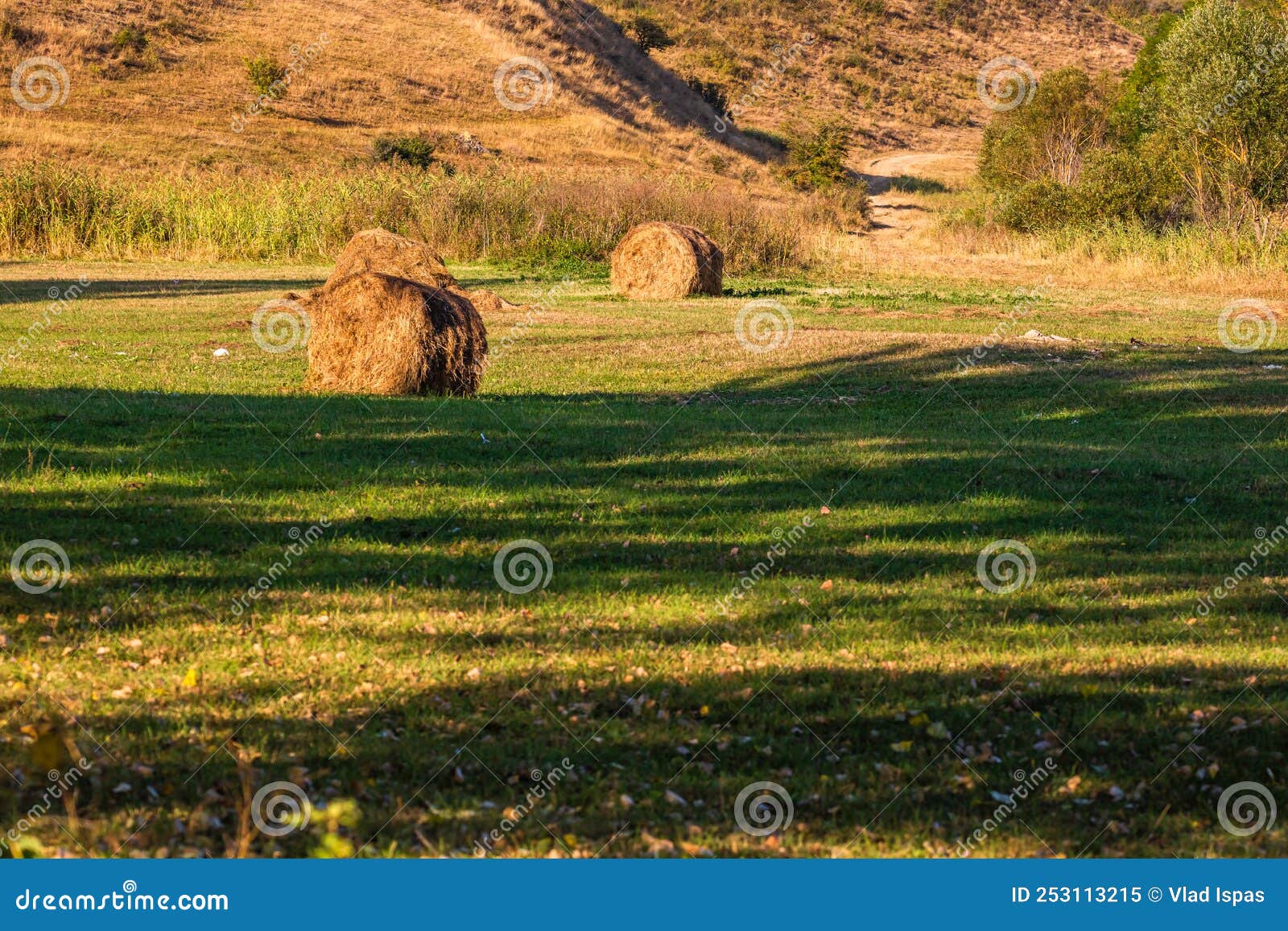 Golden Hay Bales. Agricultural Parcels of Different Crops and Hay Roll ...