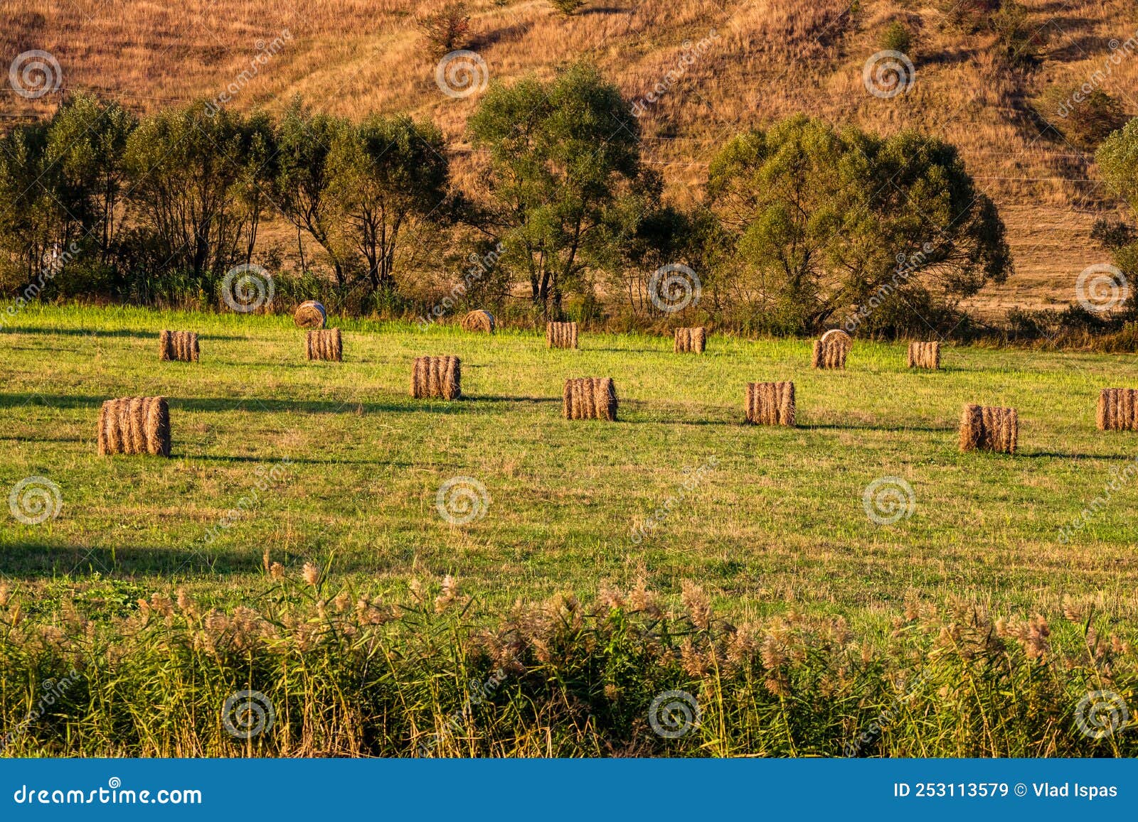 Golden Hay Bales. Agricultural Parcels of Different Crops and Hay Roll ...