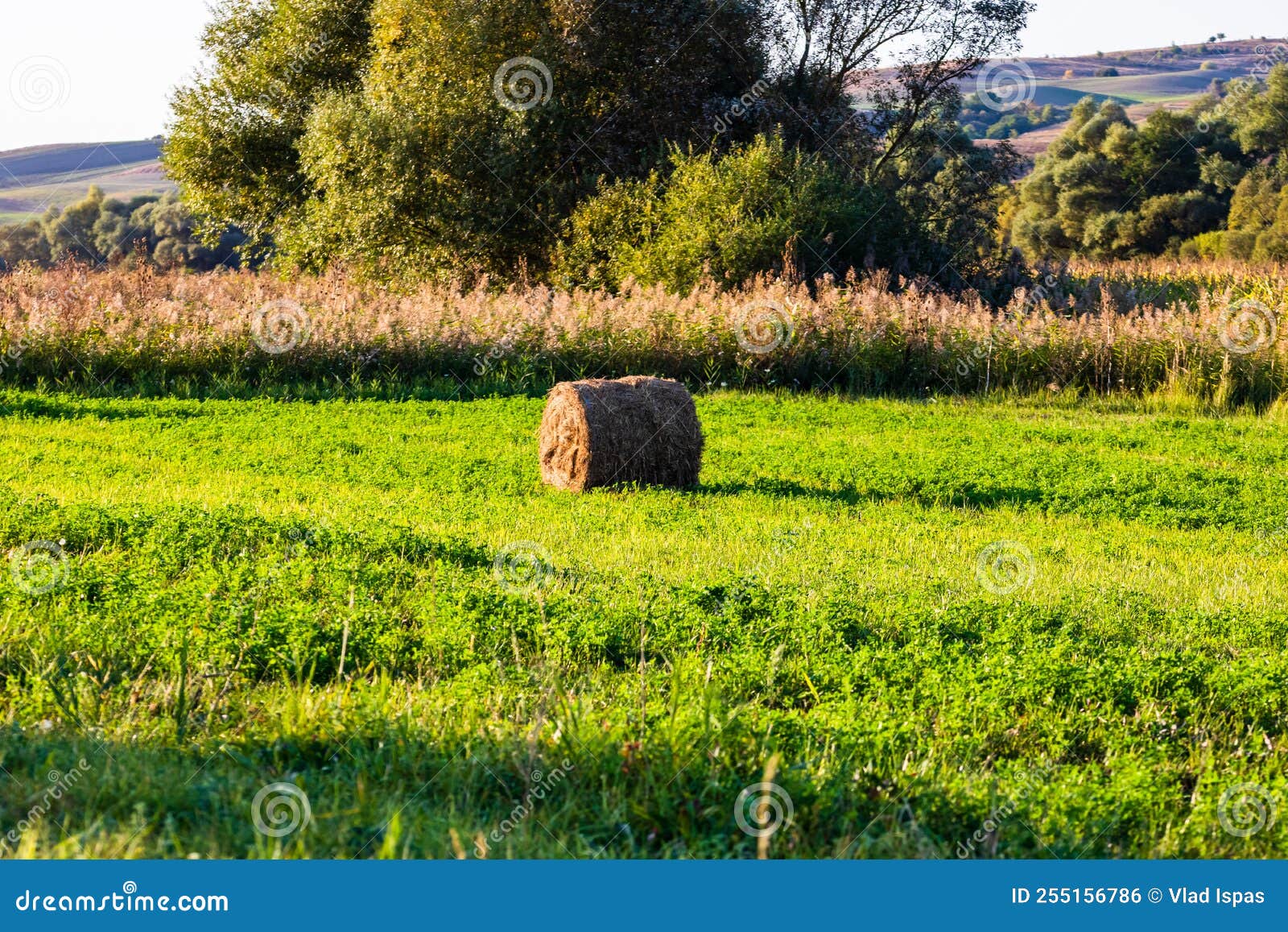 Golden Hay Bales. Agricultural Parcels of Different Crops and Hay Roll ...