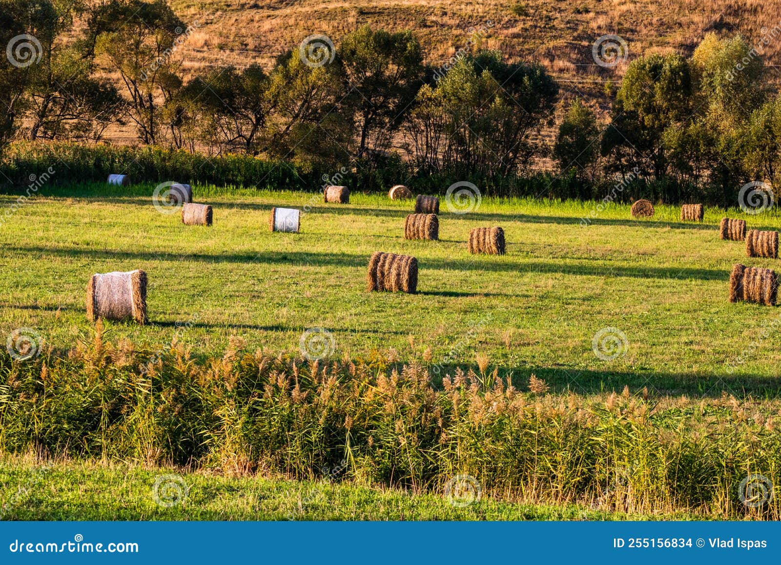 Golden Hay Bales. Agricultural Parcels of Different Crops and Hay Roll ...