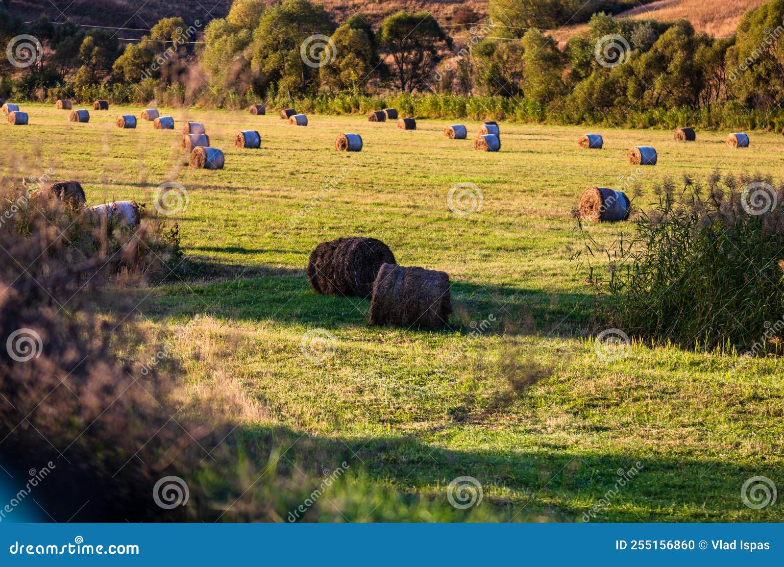 Golden Hay Bales. Agricultural Parcels of Different Crops and Hay Roll ...