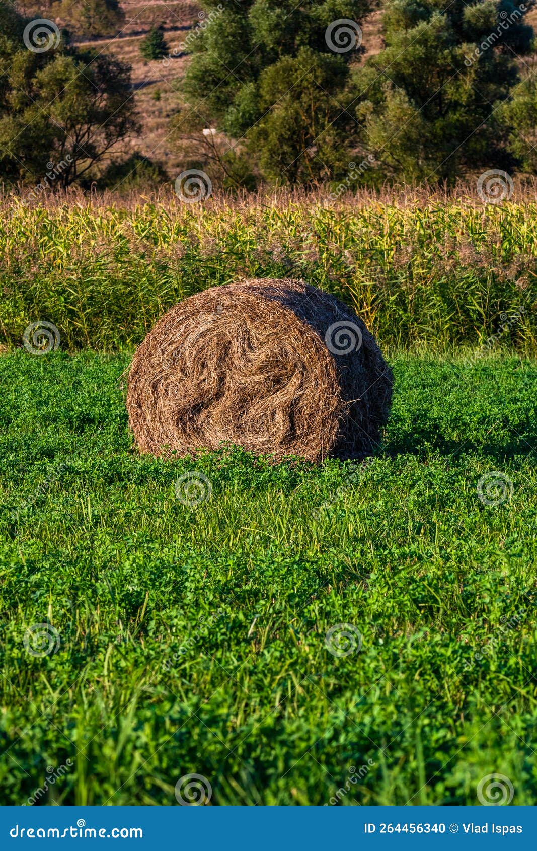 Golden Hay Bales. Agricultural Parcels of Different Crops and Hay Roll ...