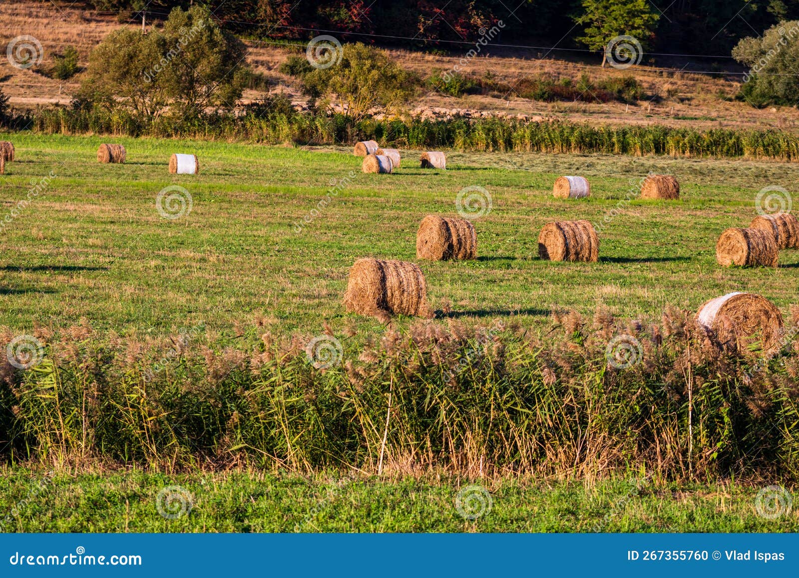 Golden Hay Bales. Agricultural Parcels of Different Crops and Hay Roll ...