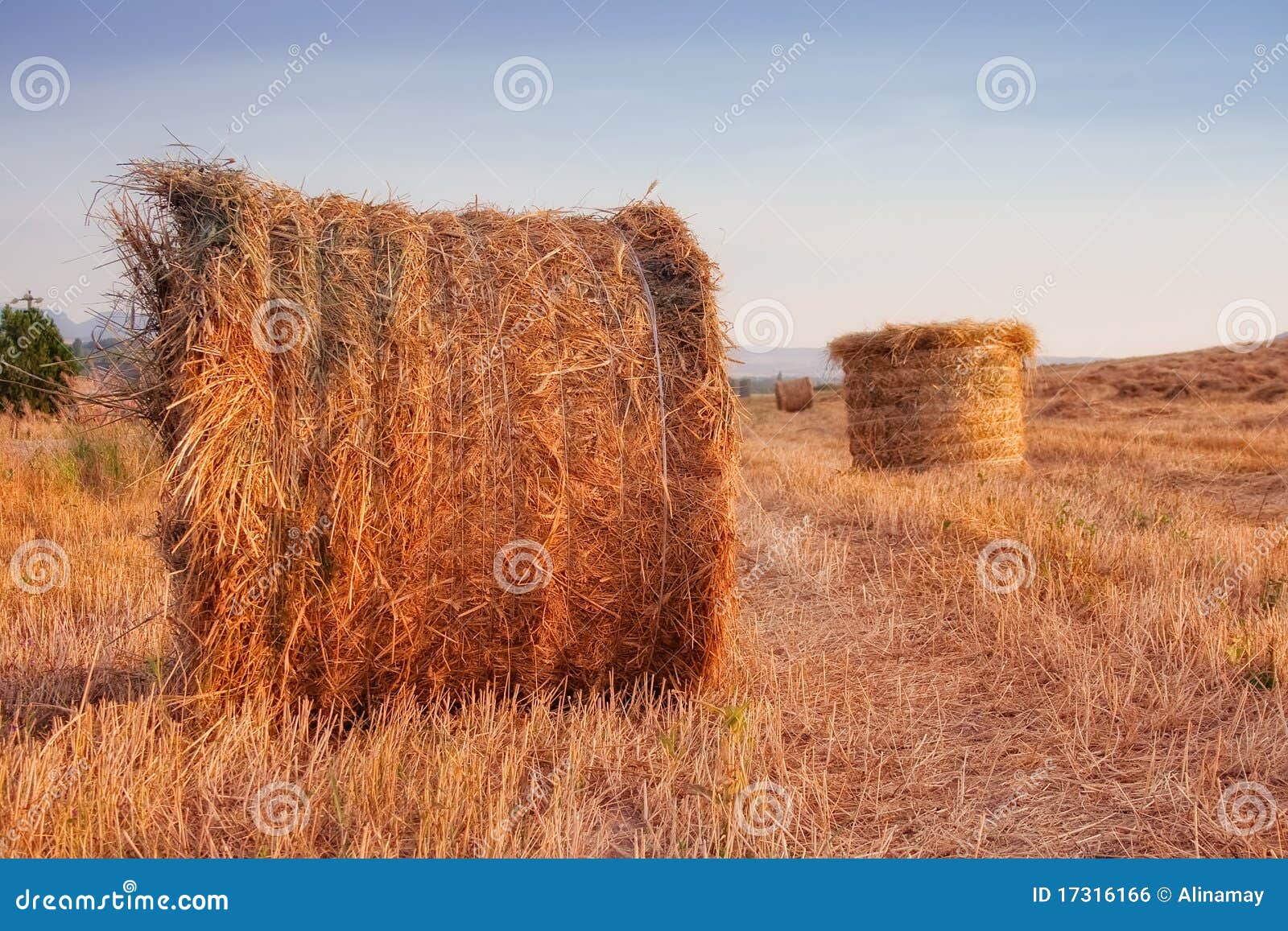 Golden Hay Bales in the Countryside Stock Photo - Image of feed, land ...