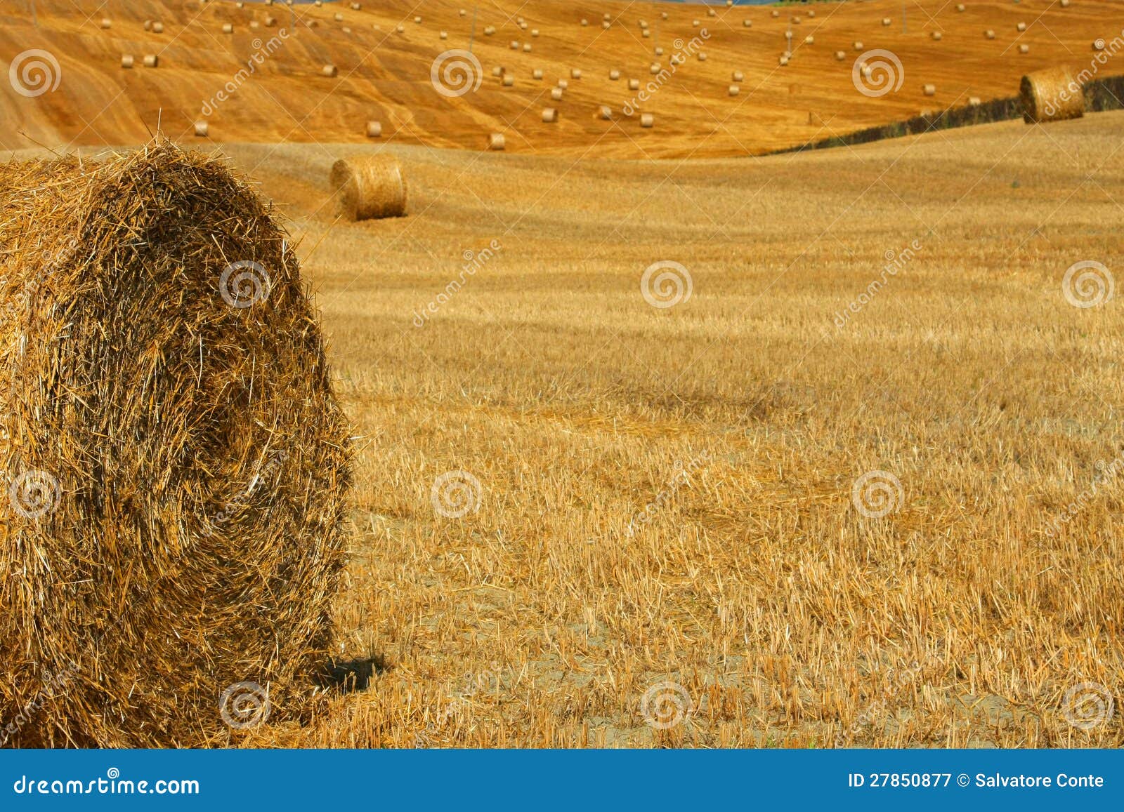 Golden Hay Bales in the Countryside Stock Image - Image of golden ...