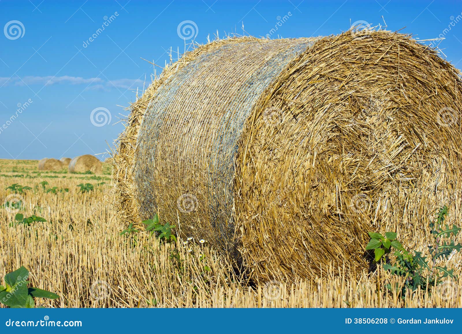 Golden Hay Bales stock photo. Image of agriculture, field - 38506208