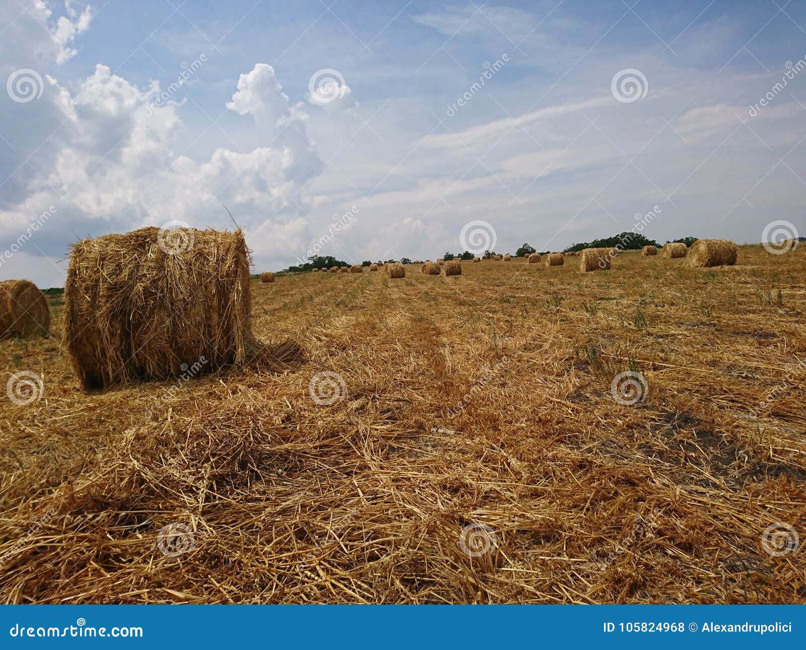 Golden Hay Field with Different Straw Shades Stock Photo - Image of ...