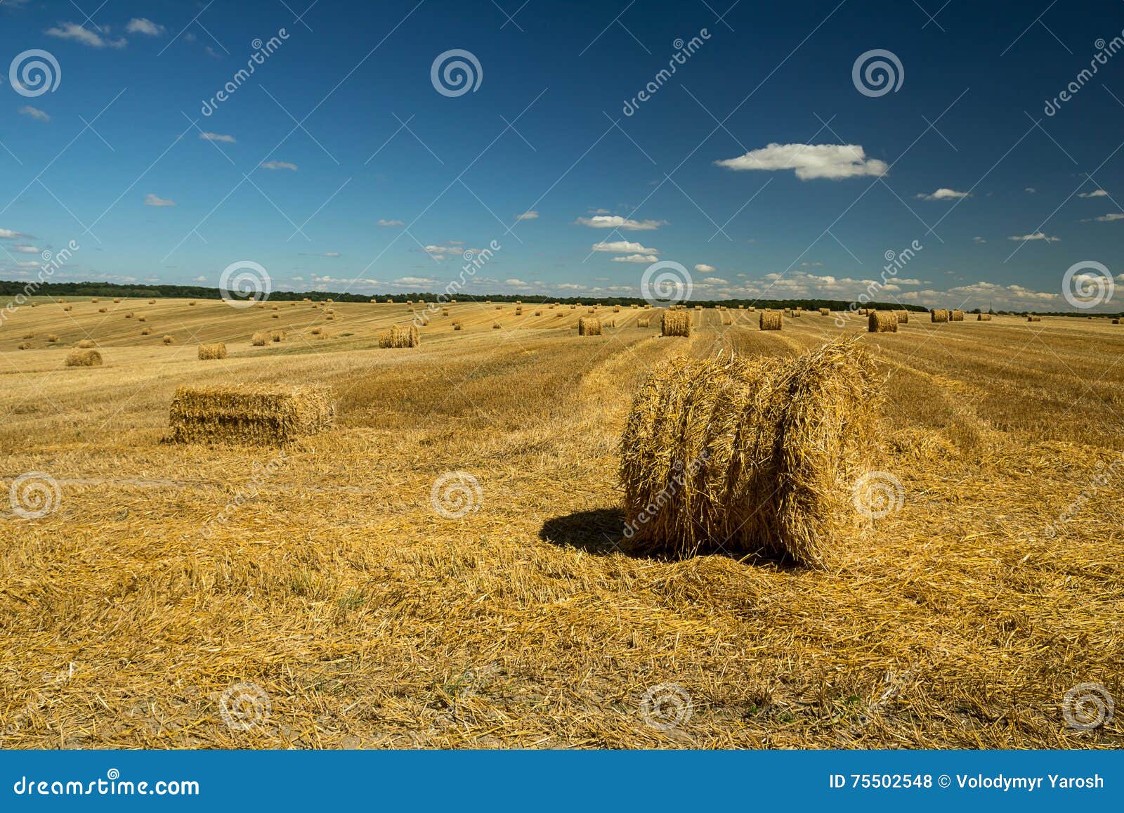 Golden Hay-roll on Meadow and Blue Sky Stock Photo - Image of farm ...