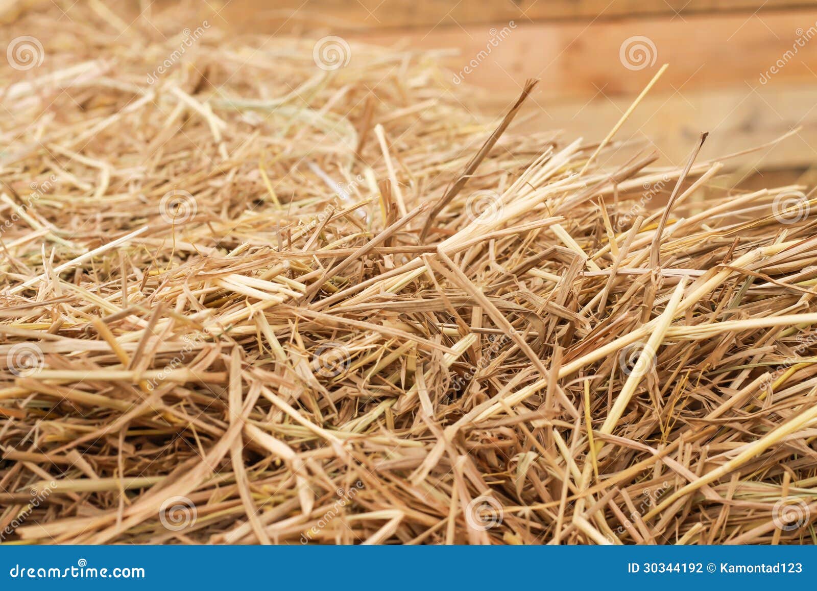 Golden hay texture stock photo. Image of closeup, crop - 30344192
