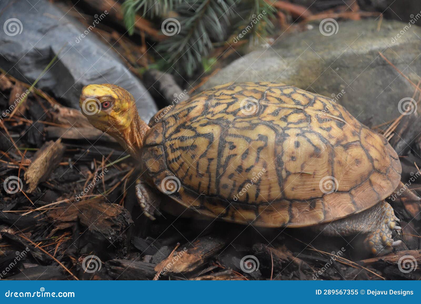 Golden Headed Eastern Box Turtle in the Wild Stock Image - Image of ...