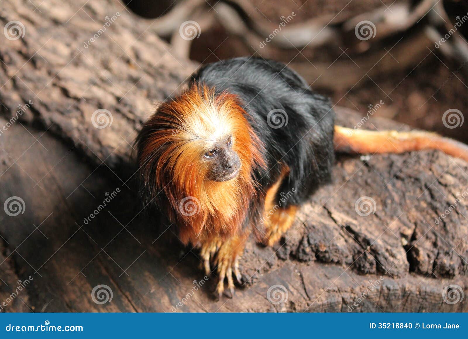 Monkey Lion-tailed Macaque, Macaca Silenus, Animal On Green Tropic ...