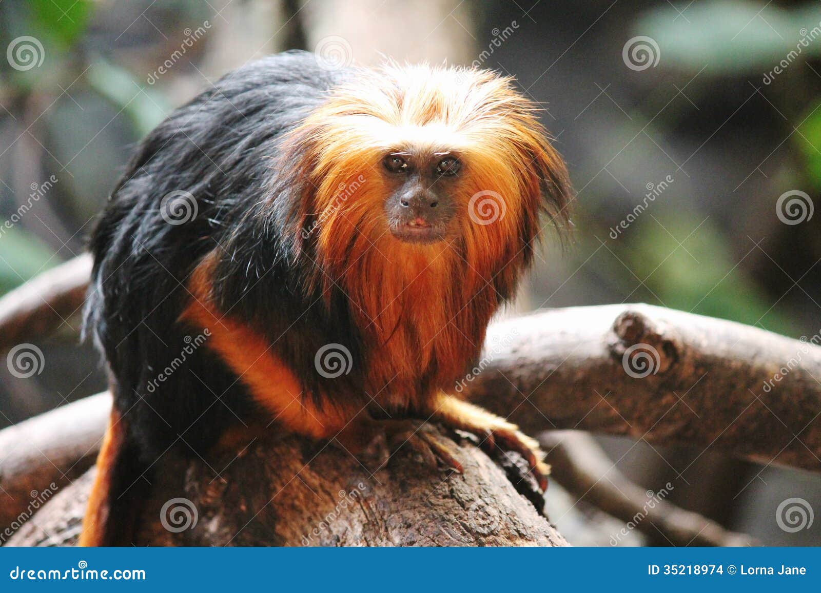 Monkey Golden-headed Lion Tamarin - Leontopithecus Chrysomelas Stock ...
