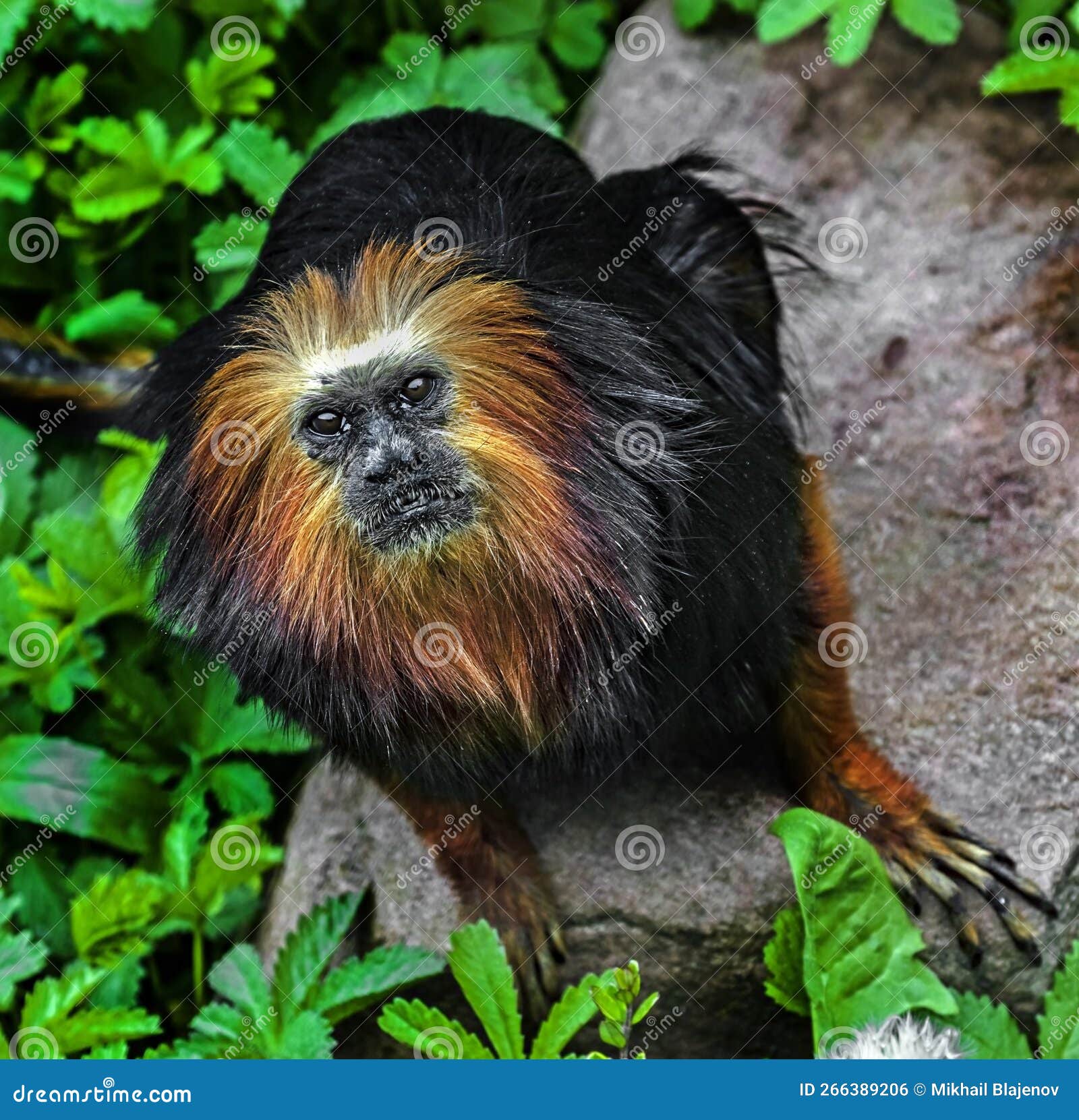 Golden-headed Lion Tamarin on the Stone 4 Stock Photo - Image of ...