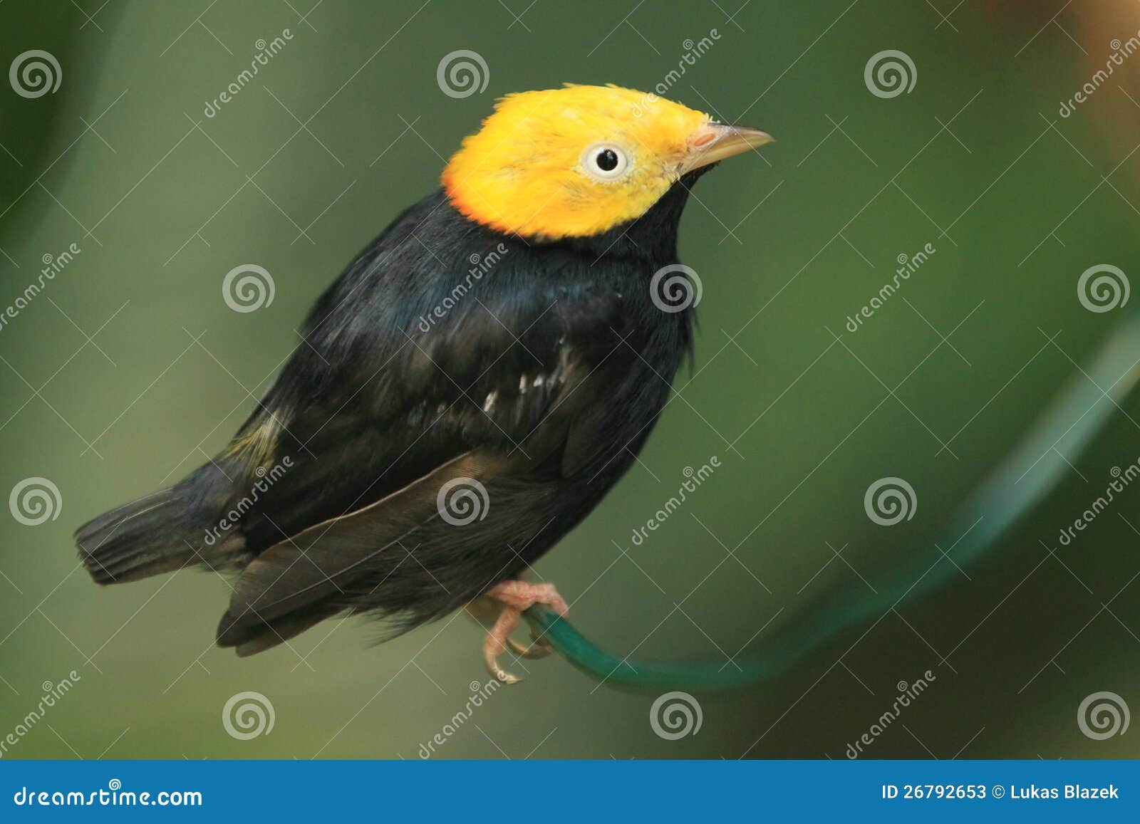 Golden-headed manakin stock image. Image of headed, bird - 26792653