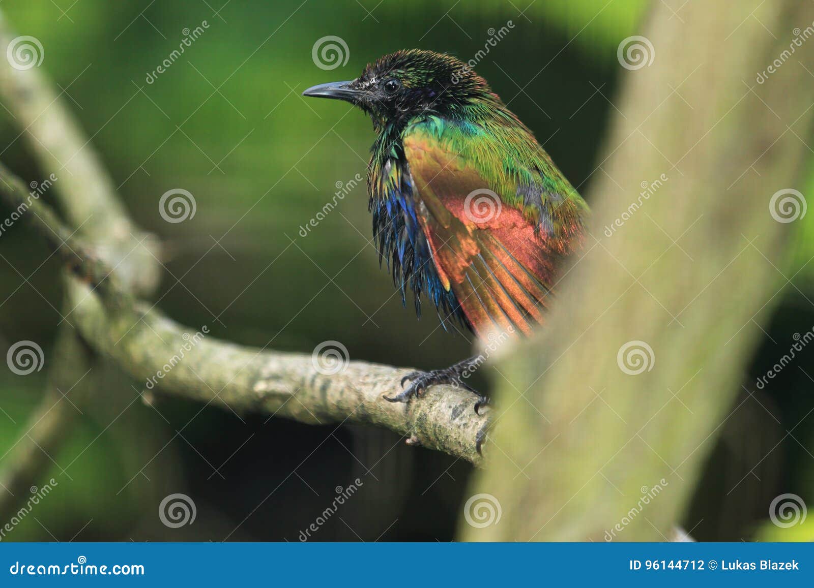 Golden-headed quetzal stock photo. Image of tree, coloured - 96144712