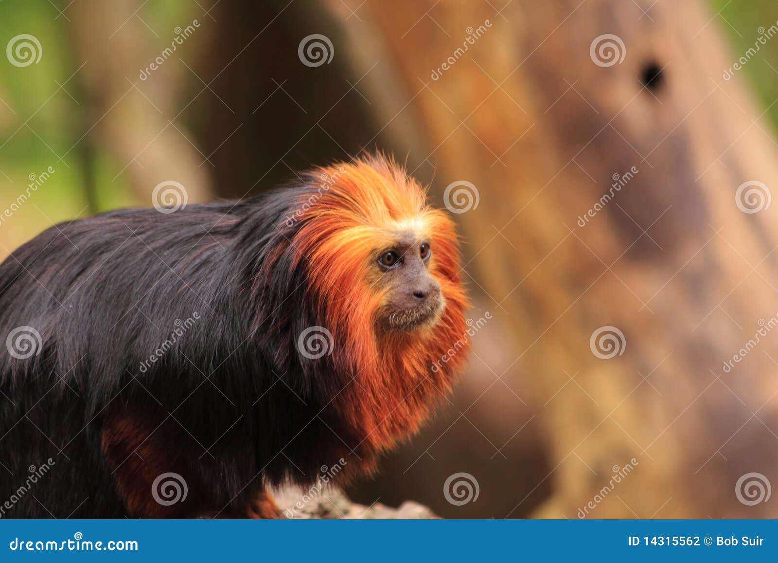 Golden headed tamarin stock photo. Image of headed, species - 14315562