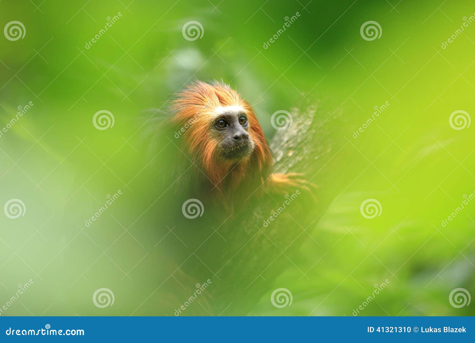 Golden-headed tamarin stock photo. Image of adult, lion - 41321310