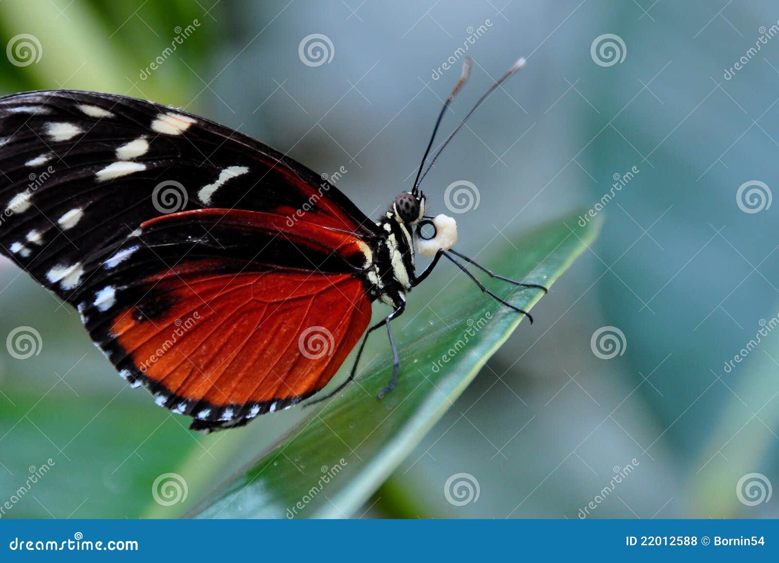 Golden Helicon Butterfly stock photo. Image of flora - 22012588