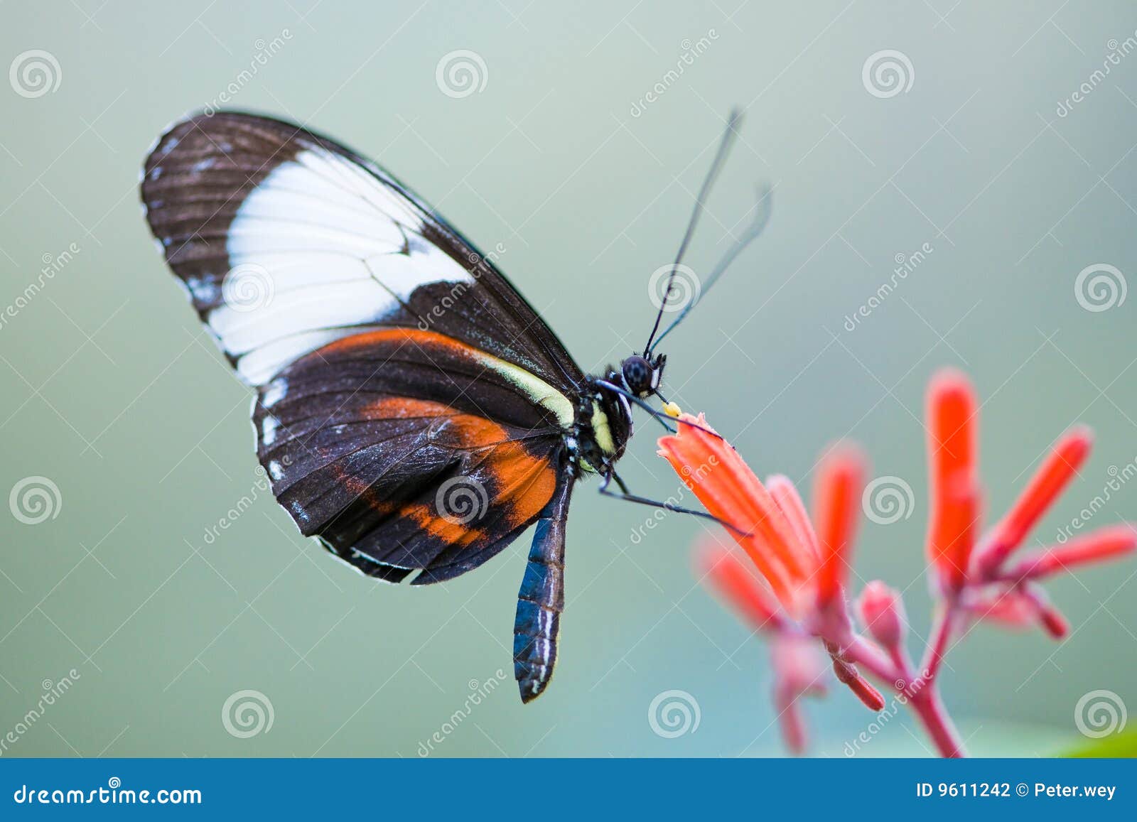 Golden helicon butterfly stock photo. Image of nectar - 9611242