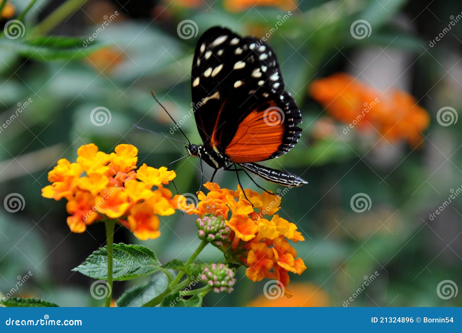 Golden Helicon Butterfly,aka,Heliconius Hecale Stock Photo - Image of ...