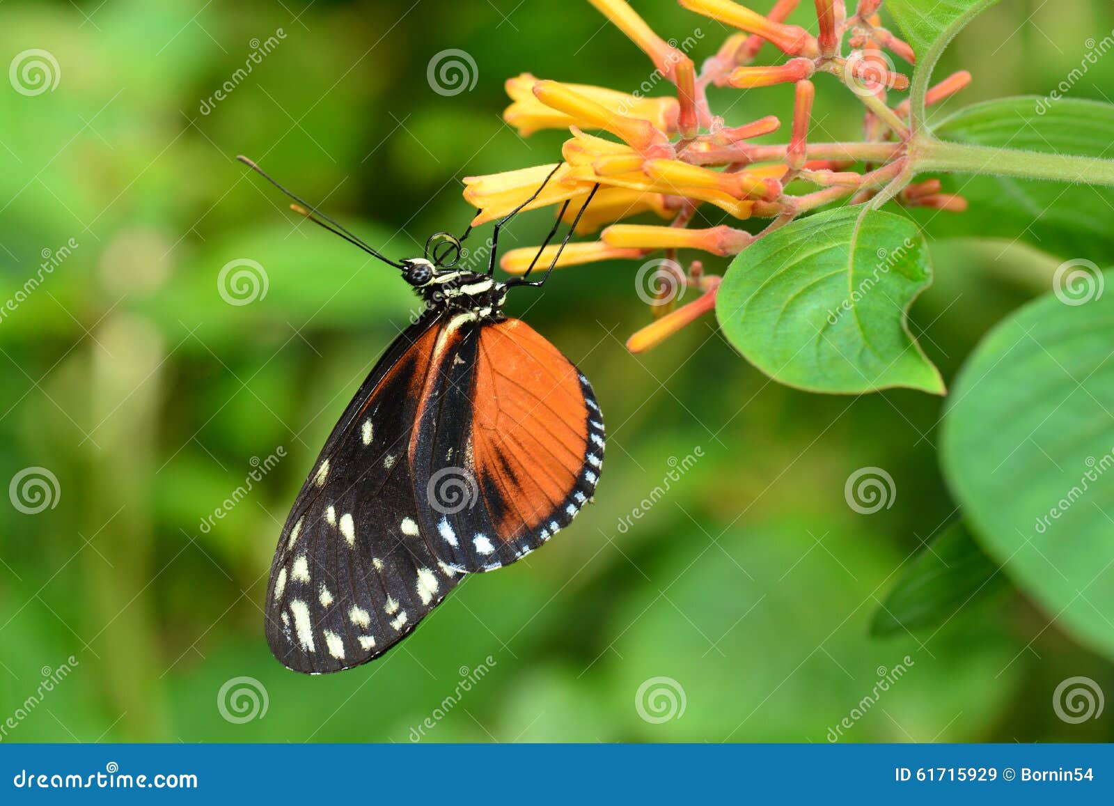 Golden Helicon butterfly stock image. Image of hecale - 61715929