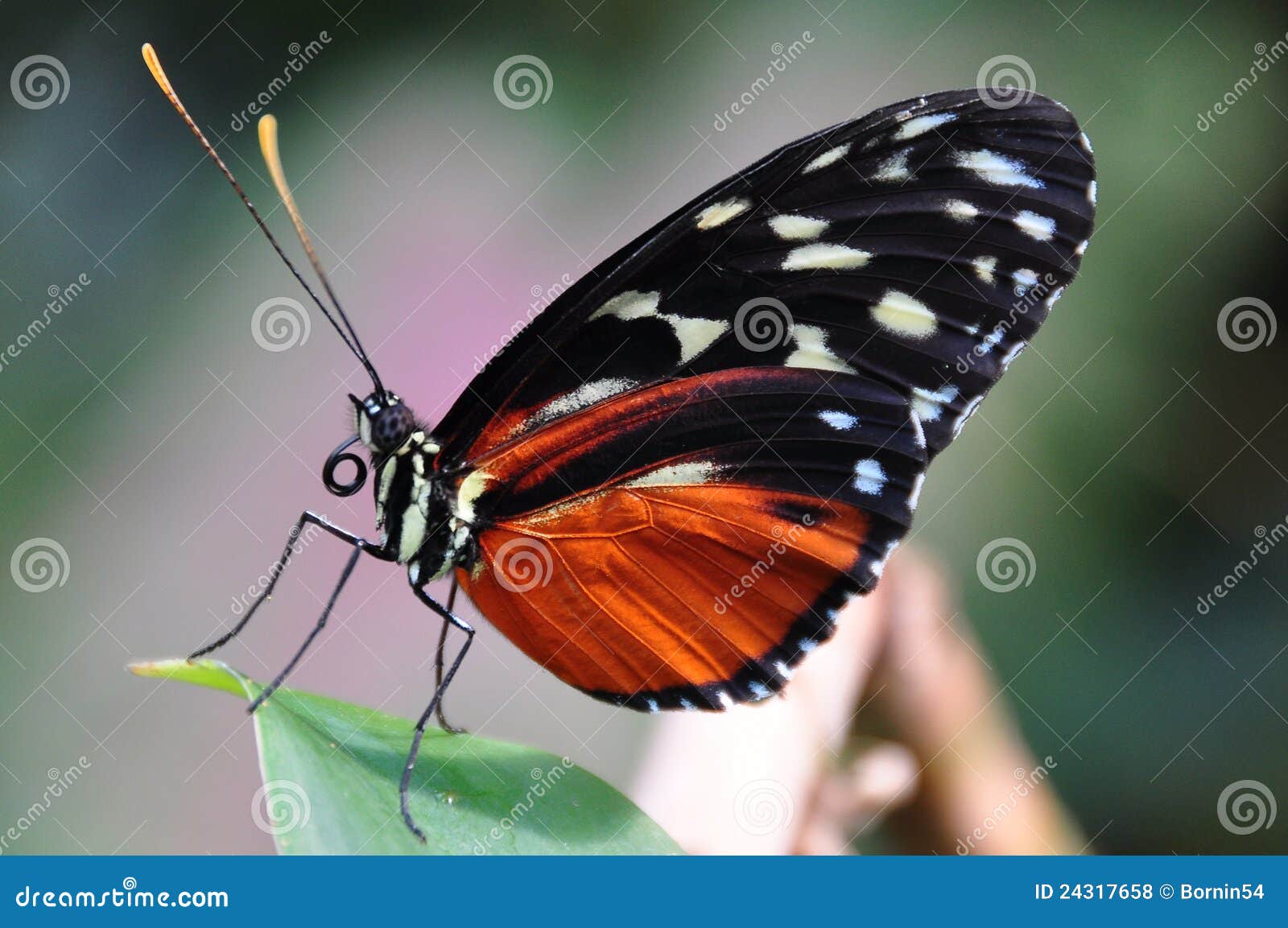 Golden Helicon Butterfly,Heliconius Hecale Stock Photo - Image of ...