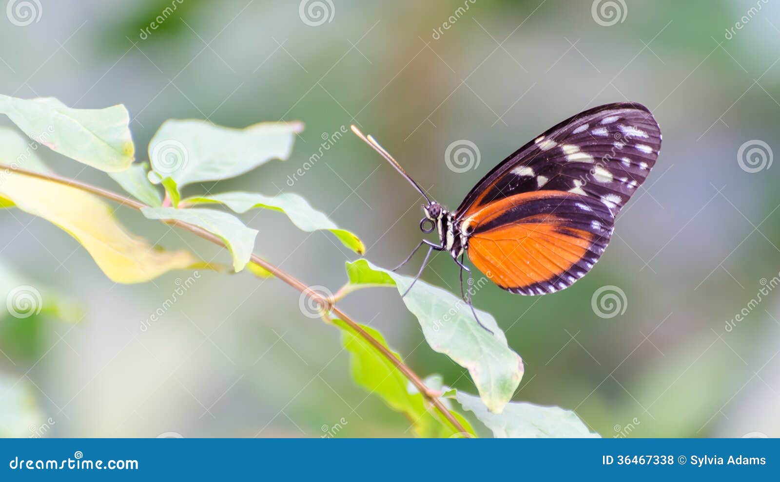 Golden Helicon butterfly stock photo. Image of butterfly - 36467338